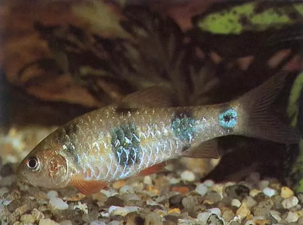 Barbus clown, kapena barbus Everett (Barbus everetii)