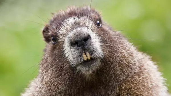 Disminución de la diversidad animal con el movimiento de los trópicos a los polos.