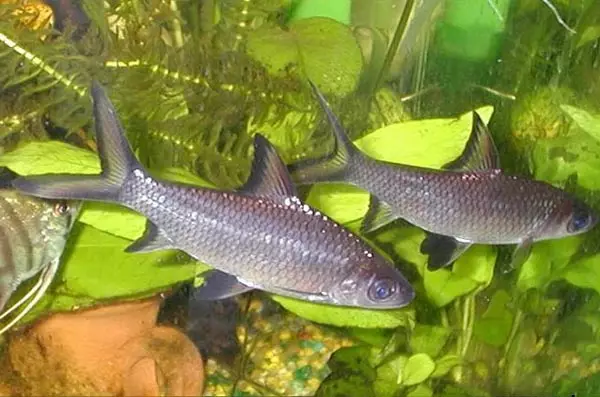 Balantiocheilus ငါးမန်း (သို့) ငါးမန်း barb (Balantiocheilus melanopterus)