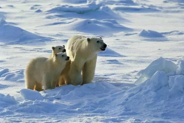 Izixhumanisi zokudla zezilwane zase-arctic