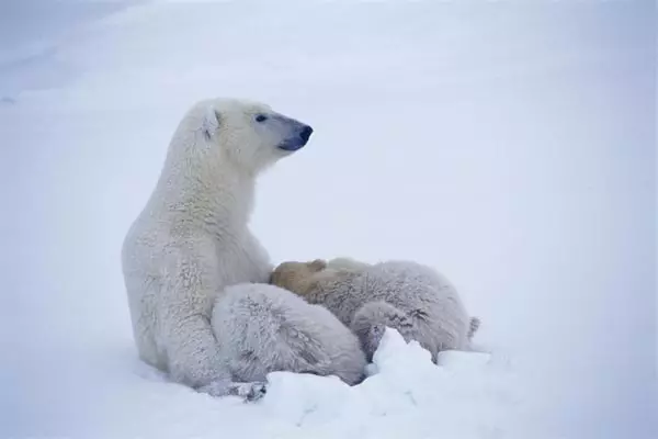 Darajada Taxon iyo matalaadda noolaha Arctic