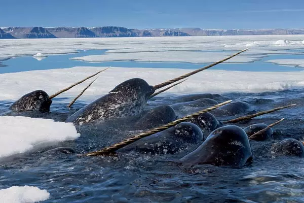 Qaniimada noocyada taxon iyo horumarinta deegaanka Arctic