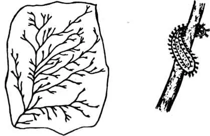 Bryozoans