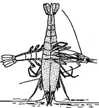 Mating Shrimp (From The Life of Animals, Volume 2, 1988)