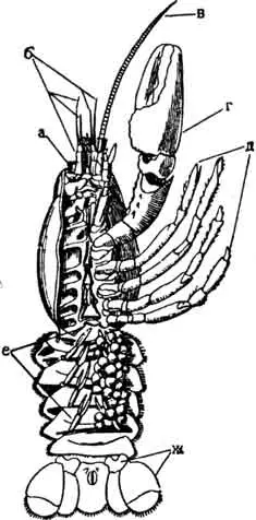 Ny firafitry ny crayfish: a - ny maso; b - ny antennae mpivady voalohany; c - Antenna an'ny mpivady faharoa; g - claw; d - tongotra tratra; e - tongotra kibo; g - lelan-rambony