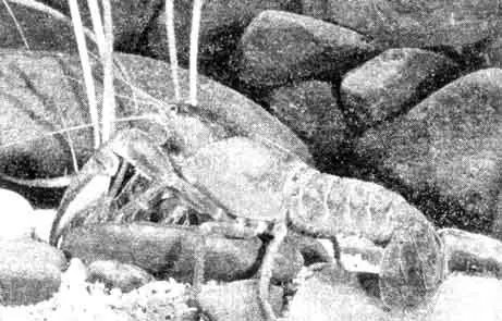 Crayfish tropikaly mena