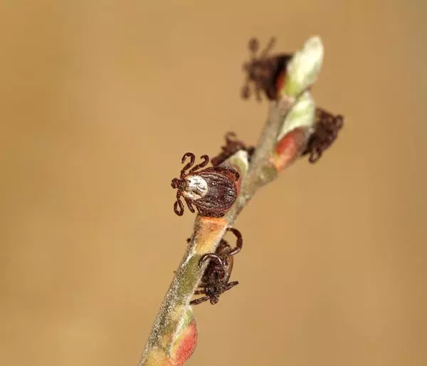 Awọn ẹyin ti ebi npa mite nymphs