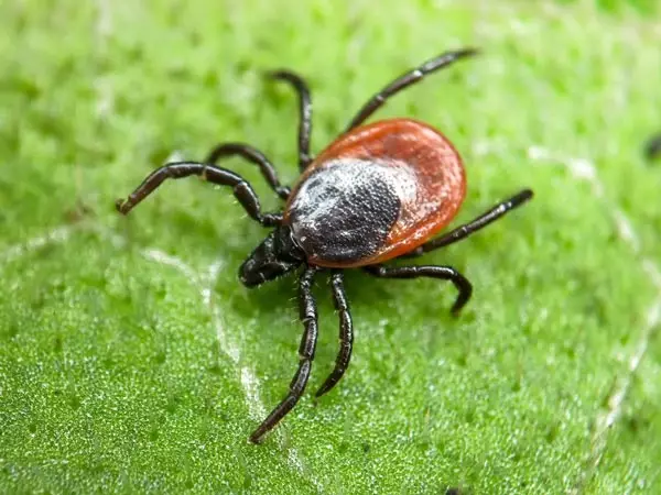 Circulation of the pathogen in ticks