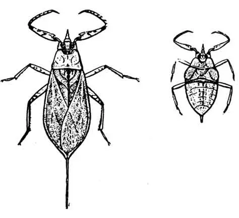 Vesi skorpion