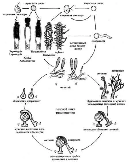 Cikli i zhvillimit të Saprolegniaceae