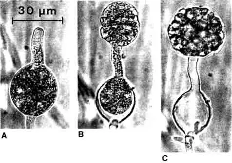 Phythium middletonii: