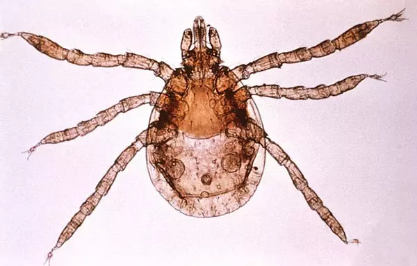 Panitikan sa sistemang tick-pathogen