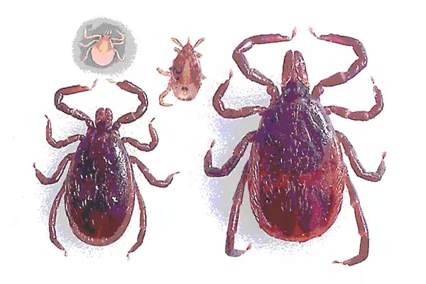 Uncwadi kwinkqubo ye-tick-pathogen. Icandelo 11