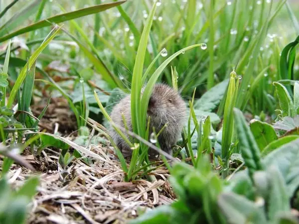 Gnagere fra Severo-Kulundinskaya og Obskaya skog-steppe i lavlandet