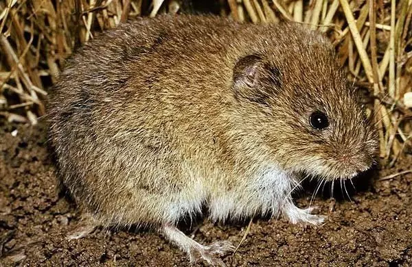 Nagetiere von Obbov-Schweinen