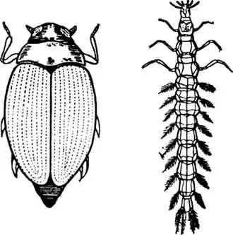 Větvička a její larva