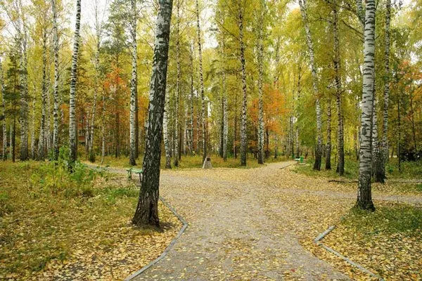 Epizotinių laikotarpių ciklai