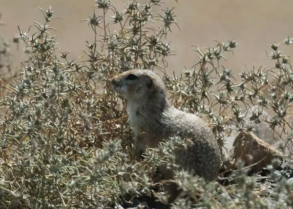 The range of the red-cheeked gopher