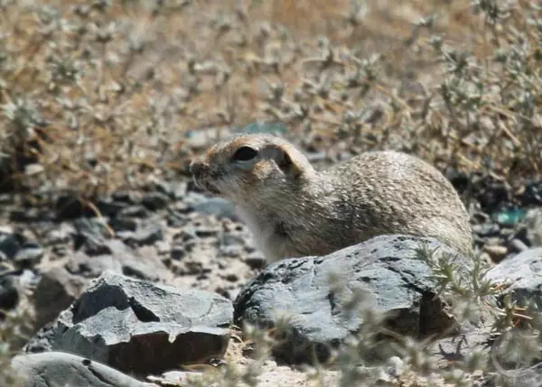 Burrows na gophers ja-cheeked