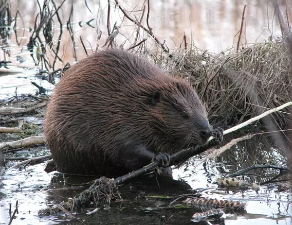 Rozmieszczenie bobra rzecznego