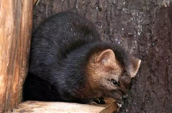 Ionchais maidir le sable a shocrú i réigiún Novosibirsk