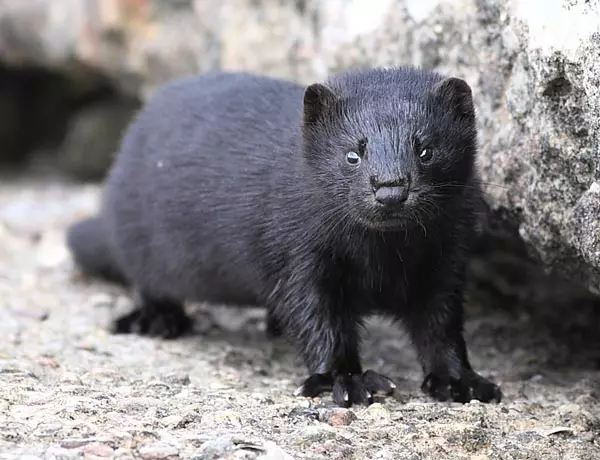 Palo ea minks sebakeng sa Novosibirsk