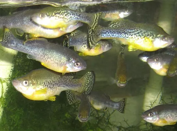 Iliodon furcidens Iliodon kiçik başlı