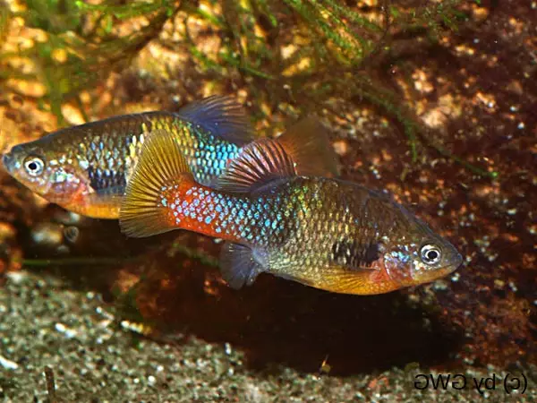 Xenotoca eiseni Xenotok Eisen Gudia ruda lub pomarańczowa