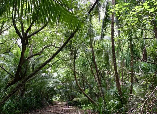 Tropical and southern extratropical vegetation