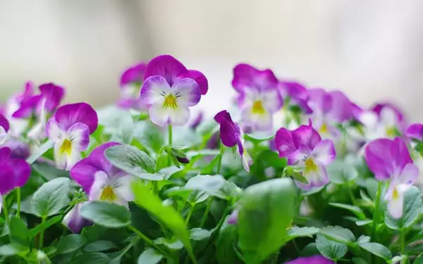 Geobotanička područja unutar planinskog prirodnog područja Južnog Sibira