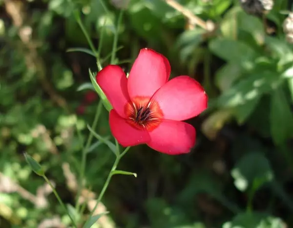 Zona vegetaĵaro de la Okcidenta Siberia Ebenaĵo