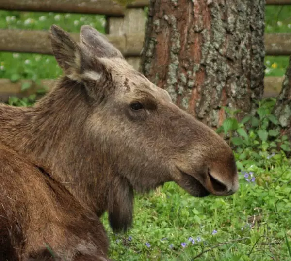 Elk è il membro più grande della famiglia dei cervi.