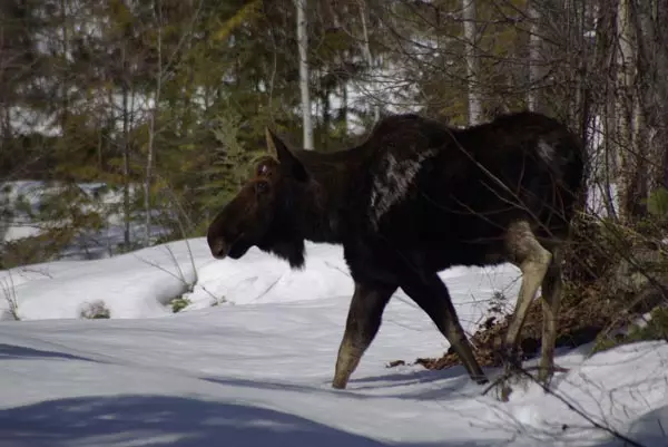 Ndryshueshmëria individuale në ngjyrën e moose