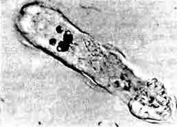 Oncomyracidium Enterogyrus hemihablochromis, eine im Magen kleiner Fische parasitierende Monogenea Pseudocrenilabrus multi