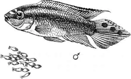 បុរស Pelvicachromis Pulcher ជាមួយចៀន