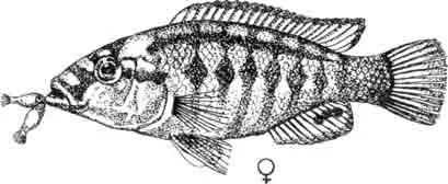 Cá cái của Barton astatothilapia với cá con