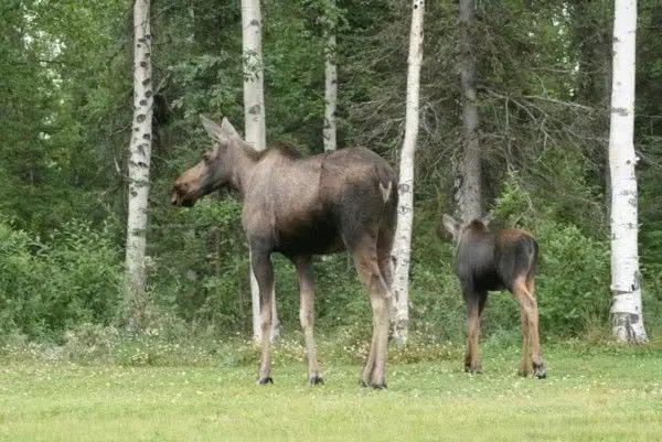 Moose-ballaadhan oo dhab ah ayaa leh dhowr astaamood oo caadi ah.