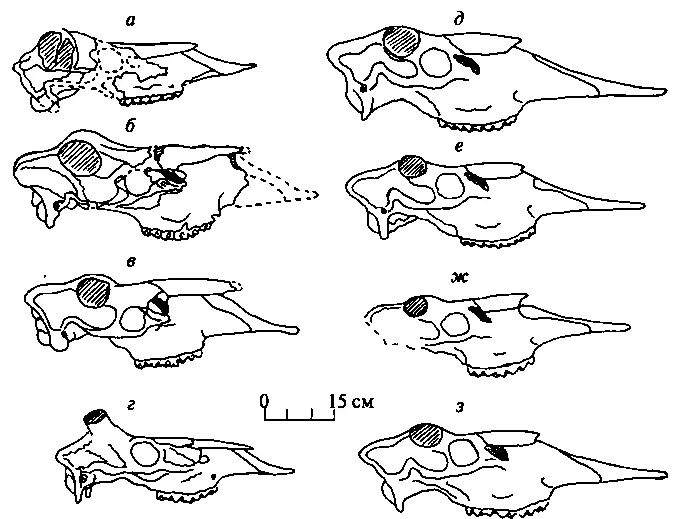 Mặt bên của hộp sọ. a - Libralces gallicus, Senes;