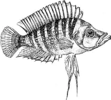 Lamprologus در پناهگاه تخم ریزی می کند