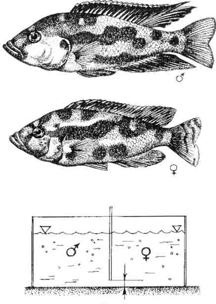 Ji bo Haplochromis Livingston aquarium çandin