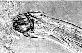 Camallanidae (kamalanidi)