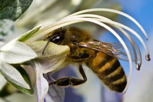 Ekologyske en fysiologyske rjochting yn botany