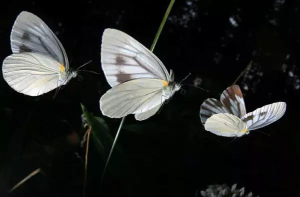 Looduslike populatsioonide geneetiliste protsesside uuringud