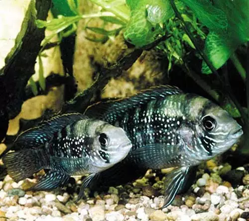 Acara bluish-spotted (lat.Aequidens pulcher) - filemu filemu cichlid