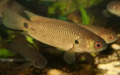 Anabas - aquarium inowanikwa kana hove inokambaira (Anabas testudineus)