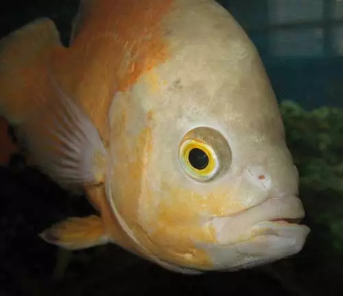 Astronotus ocellated - riba, ki vzbuja spoštovanje