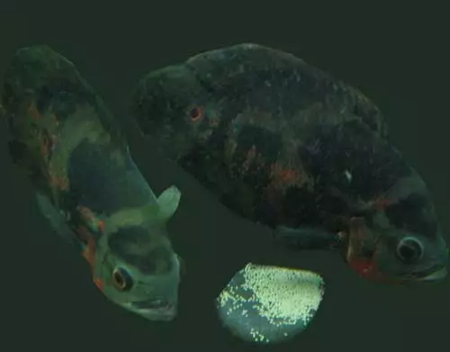 pag-aanak astronotus