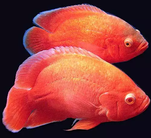 Astronotus červený