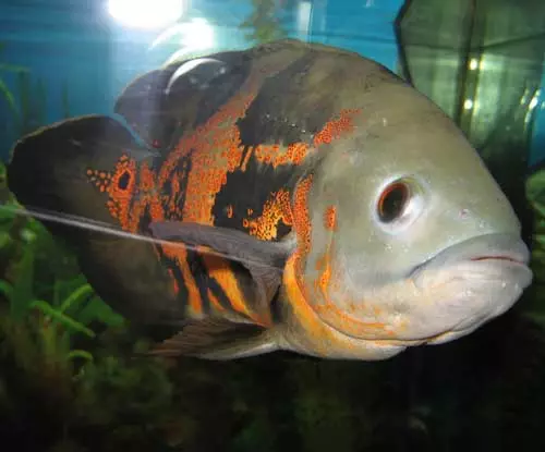 duab astronotus