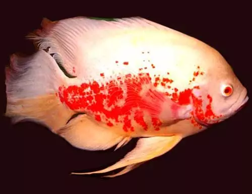 astronotus albino gorria